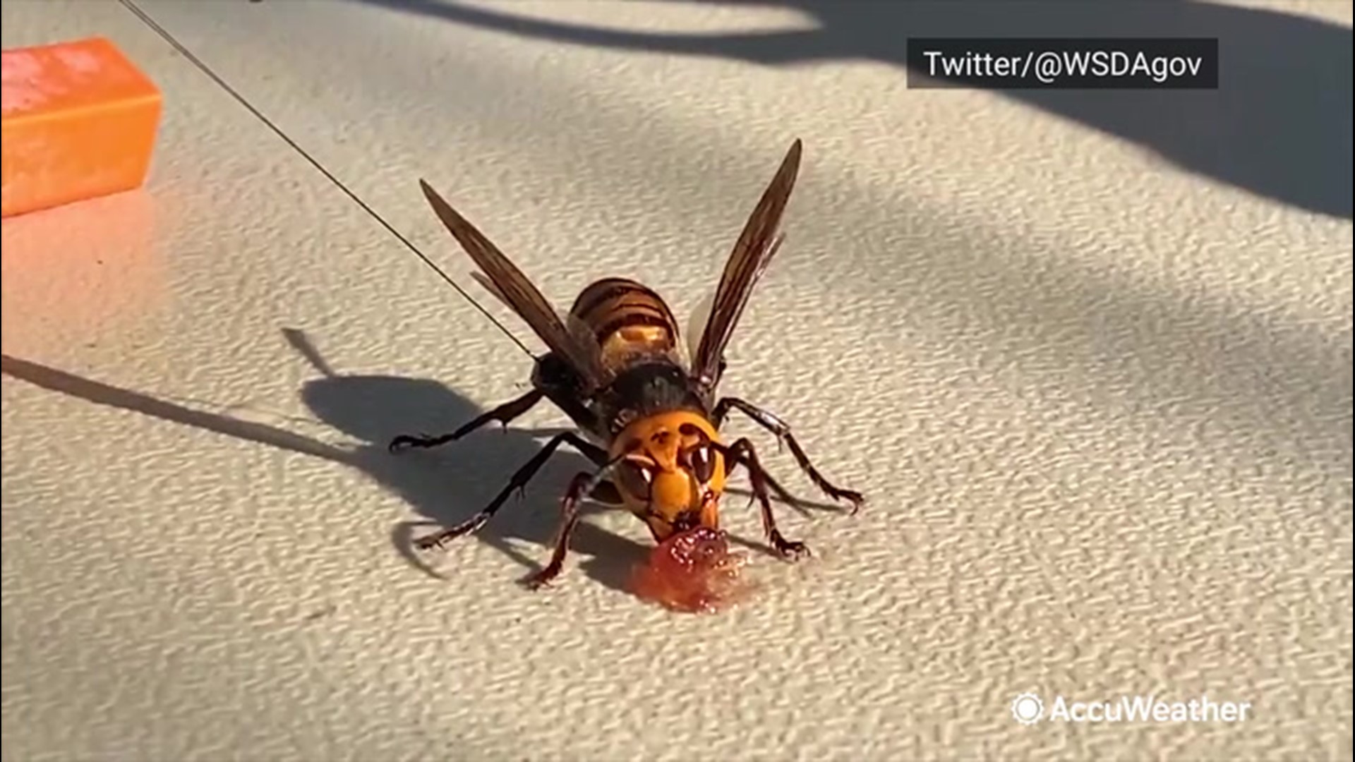 Crews remove the first murder hornet nest in the U.S. | 13wmaz.com