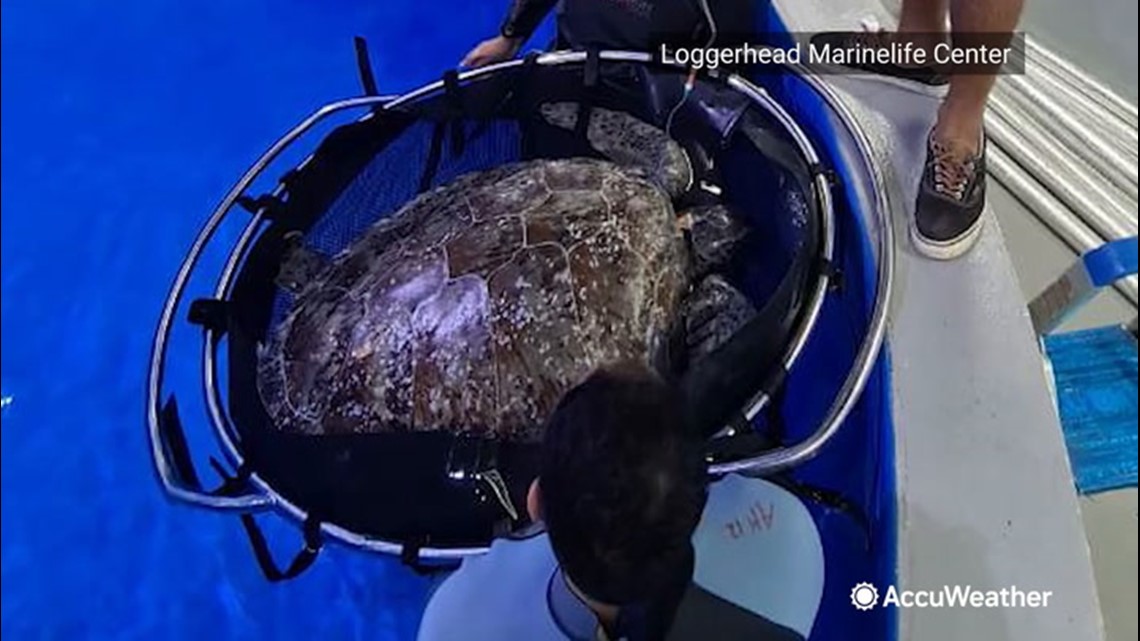 Global organization created to help sea turtles | 13wmaz.com