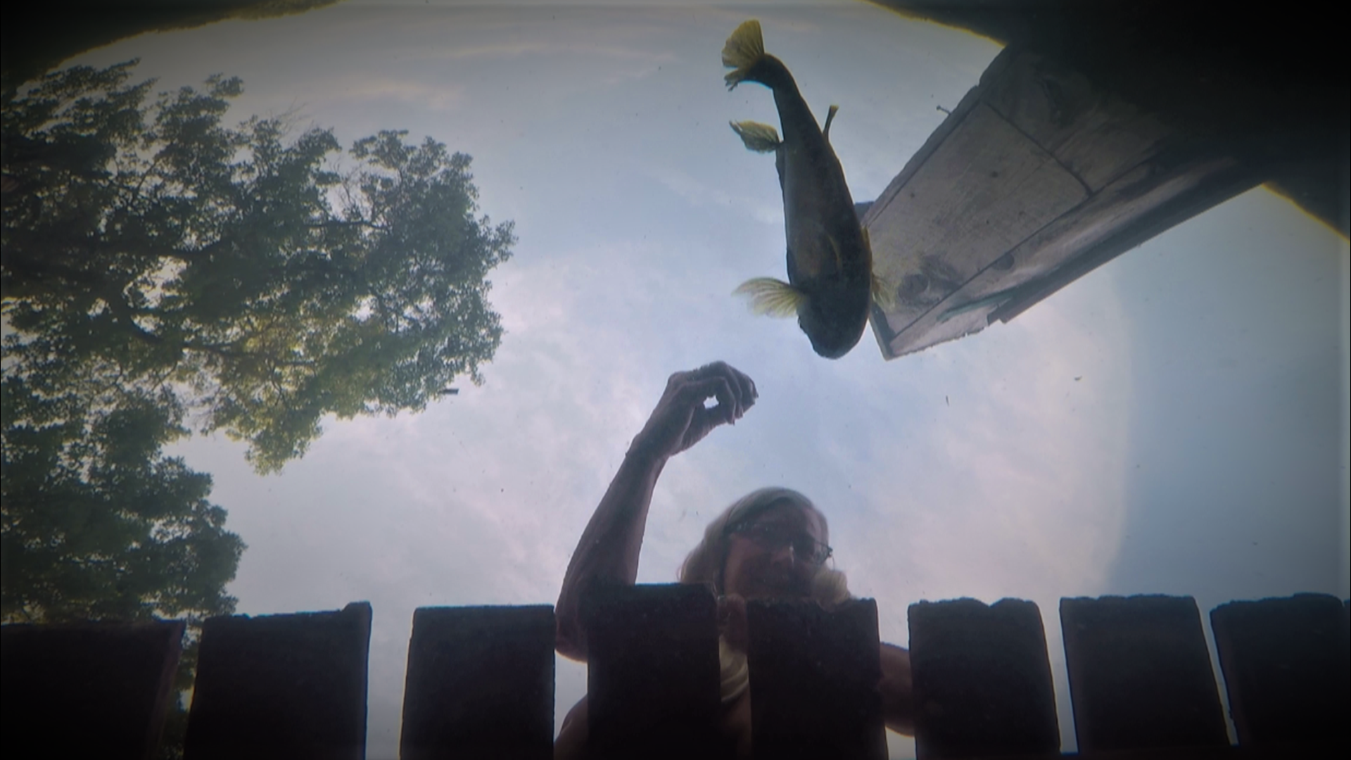 Dockside friendship between woman, sunfish reaches nine years | 13wmaz.com