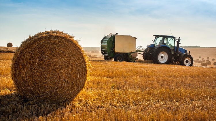 Crisp County Sheriff's Office warns of pine straw scam | Here's what we ...