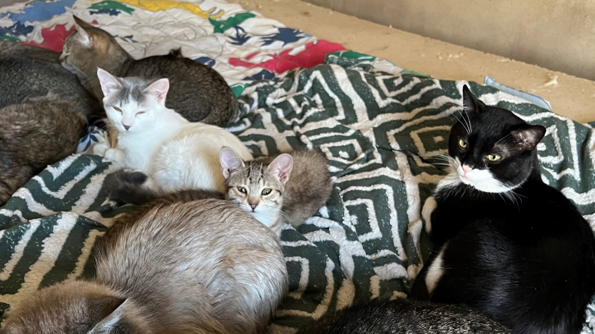 Dozens of cats found abandoned inside foreclosed Coon Rapids home ...