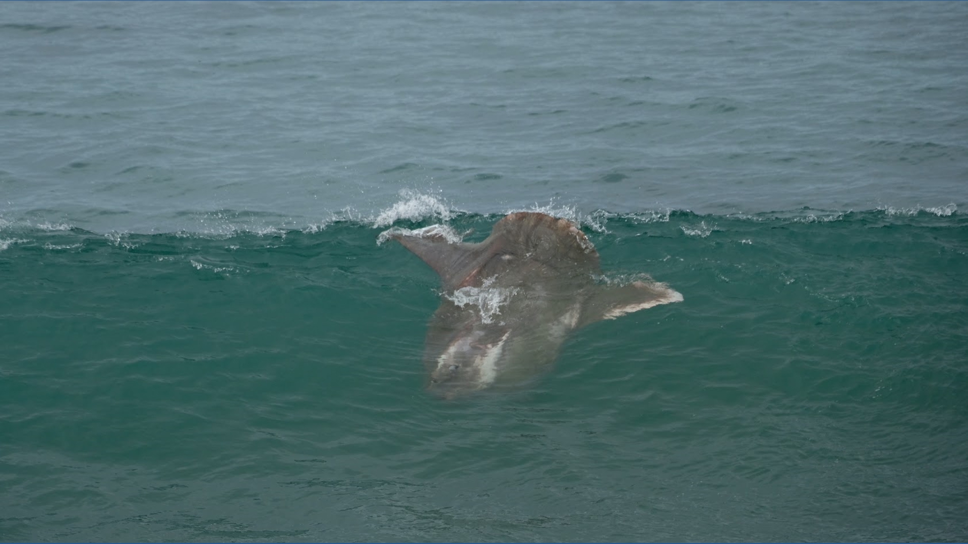 Mola Mola, an enormous Ocean Sunfish, swims with surfers then washes ...
