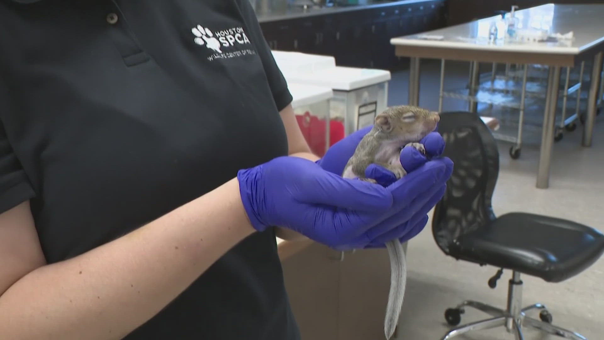 Animals impacted by Hurricane Beryl in Houston | 13wmaz.com