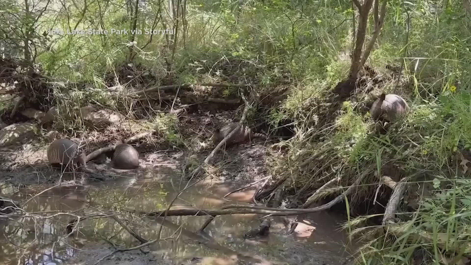 Video: Armadillo quadruplets spotted at Inks Lake State Park | 13wmaz.com