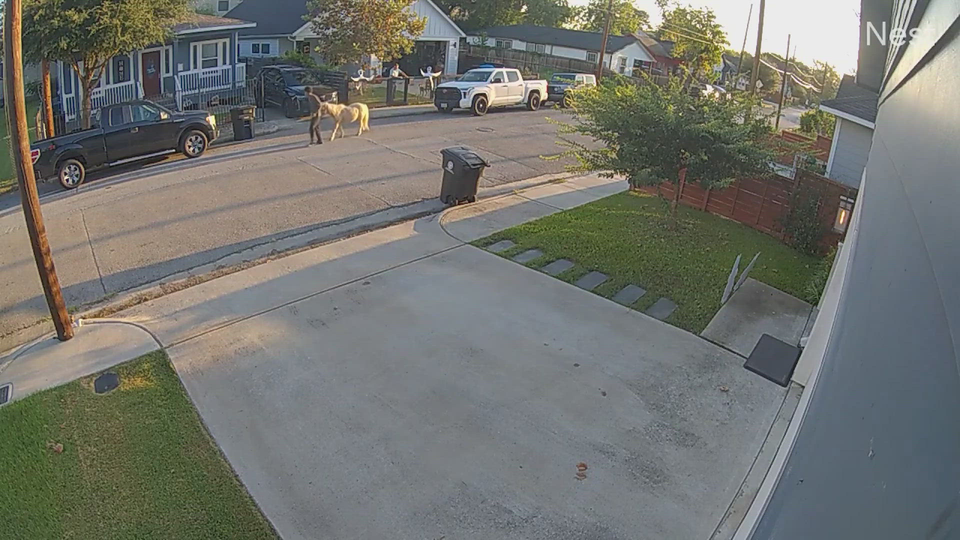 Disabled pony stolen from north Houston property | 13wmaz.com