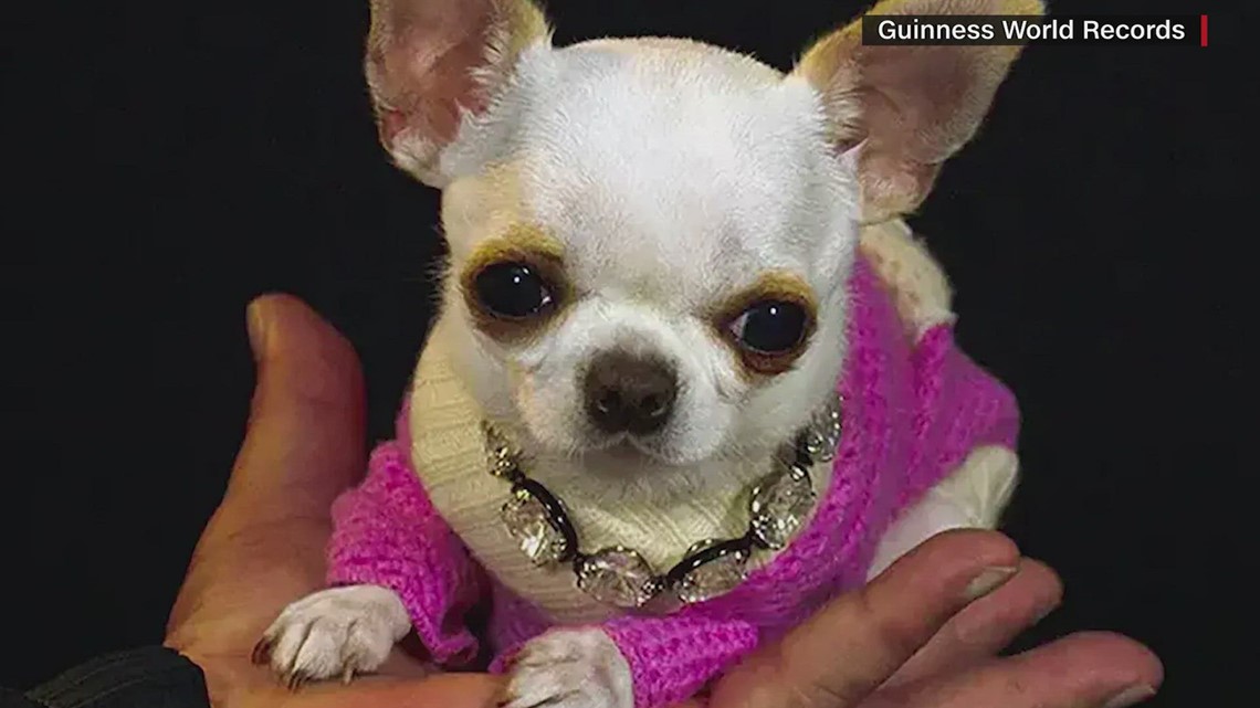 World's shortest living dog: Pearl the pocket-sized Chihuahua | 13wmaz.com