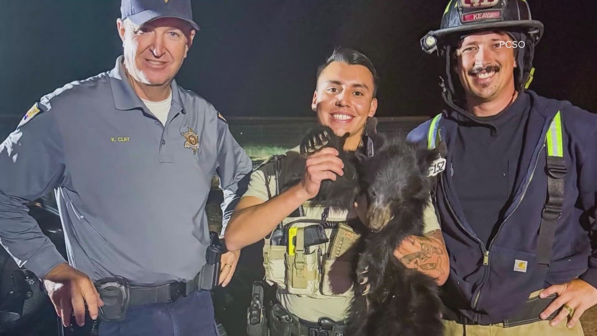 Baby bear rescued from a palm tree in Arizona | 13wmaz.com