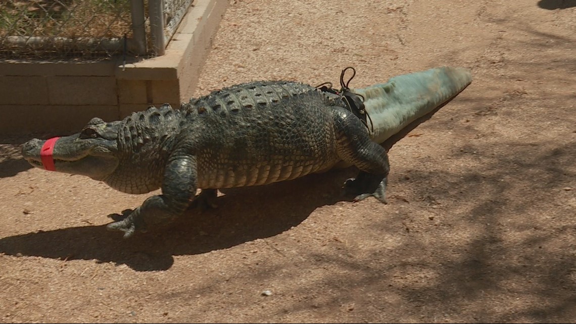 Prosthetic tail created for alligator using Hollywood magic | 13wmaz.com