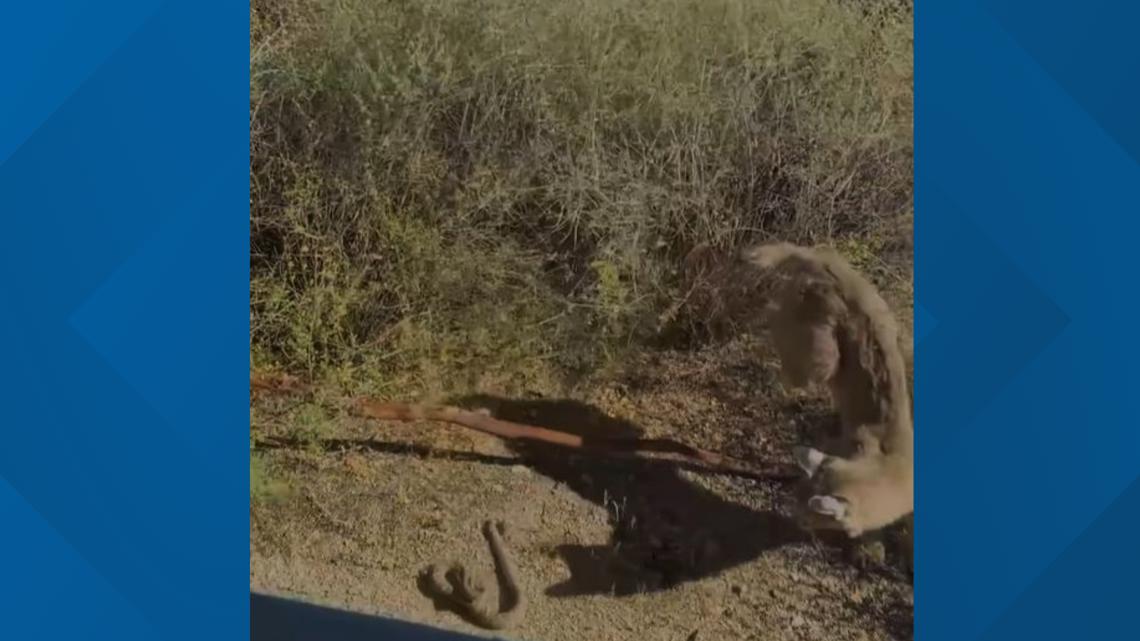 Bobcat fights rattlesnake at Tucson's Saguaro National Park | 13wmaz.com