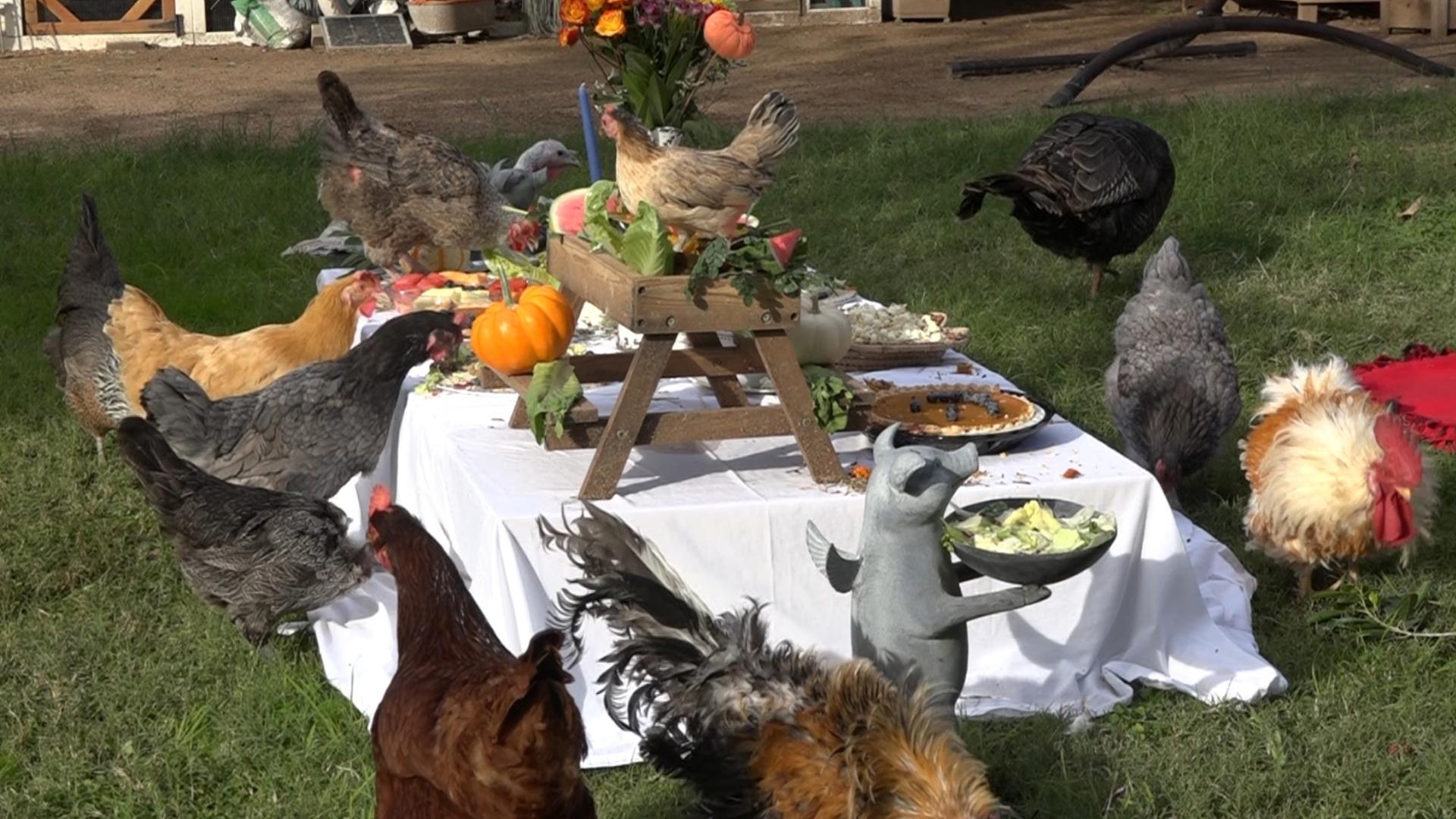 These Arizona turkeys get to eat a Thanksgiving feast rather than be on ...