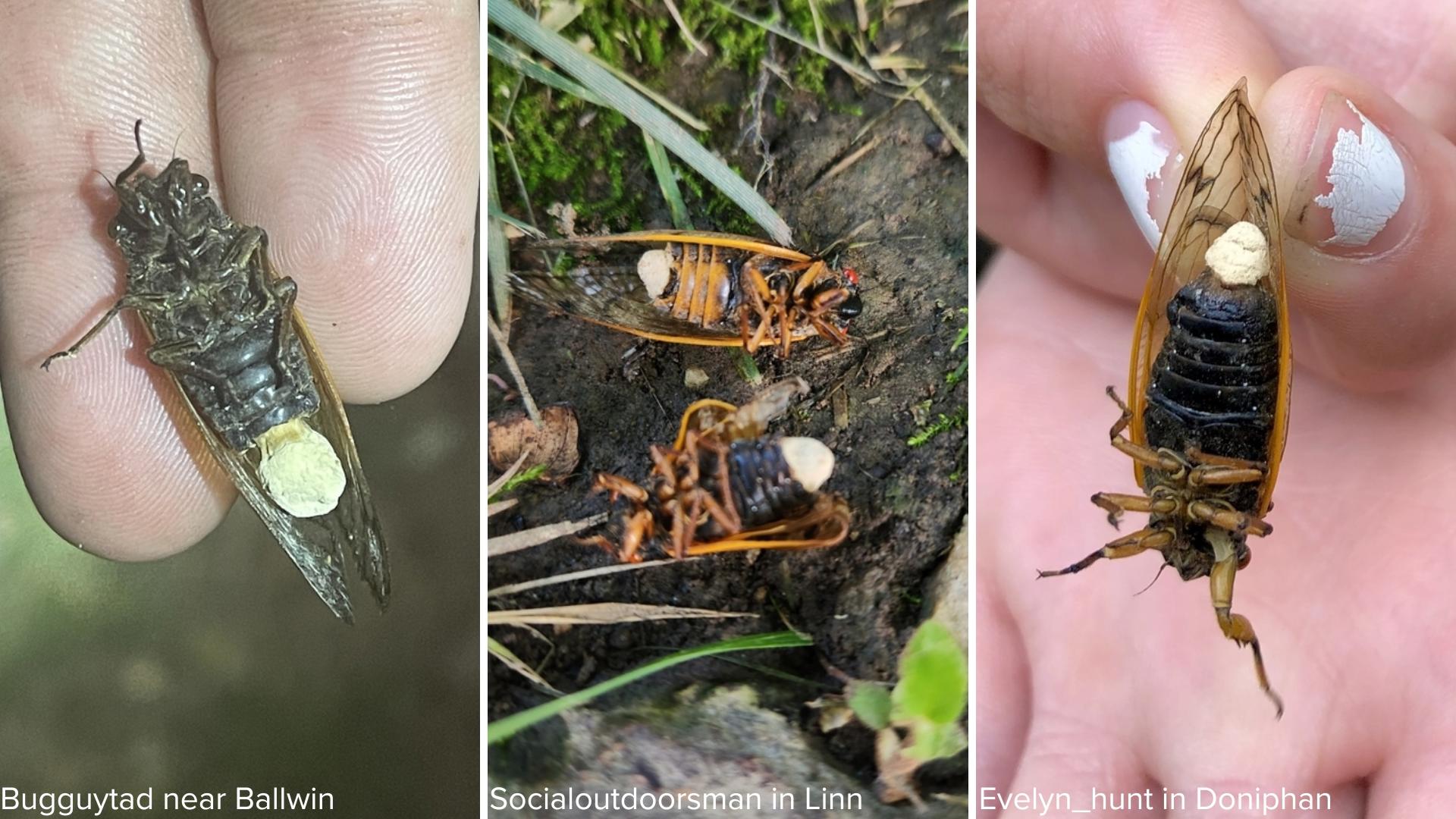 Missouri's 'zombie' cicada fungus turns the bugs hypersexual | 13wmaz.com