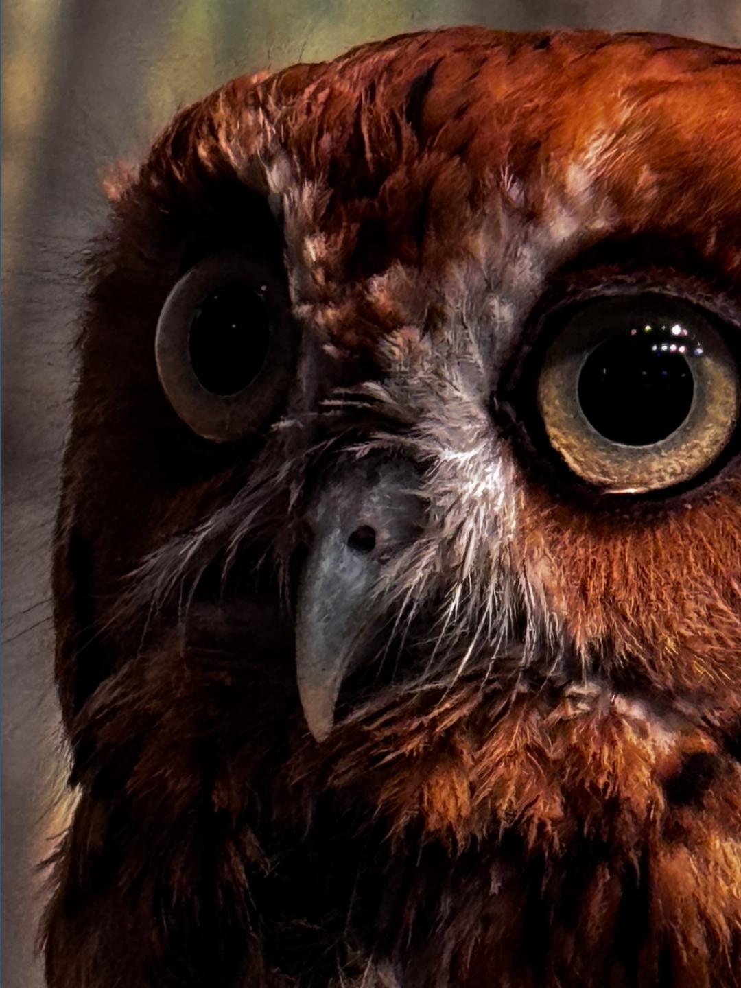 Arkansas student places first in national art competition with owl ...