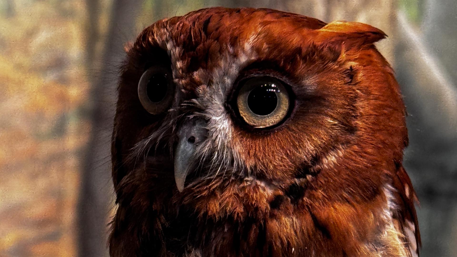 Arkansas student places first in national art competition with owl ...