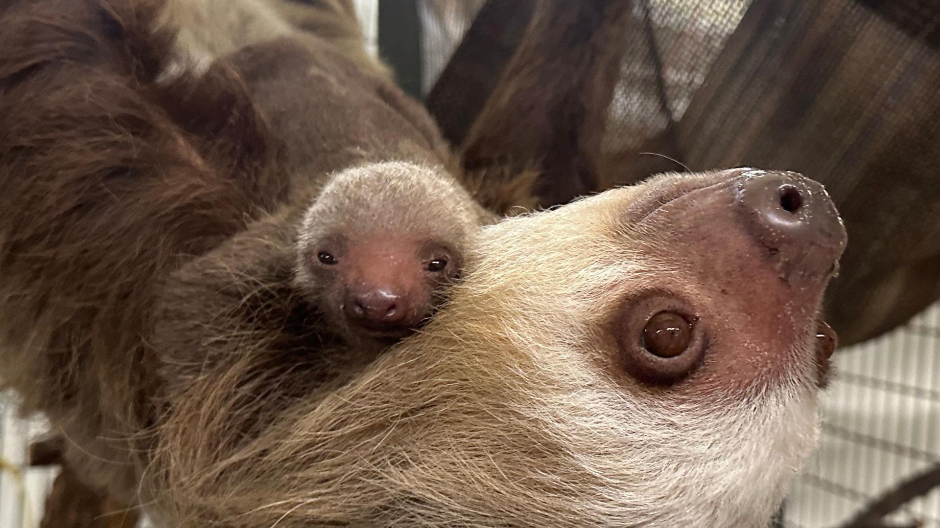 Baby sloth announcement at Cheyenne Mountain Zoo | 13wmaz.com