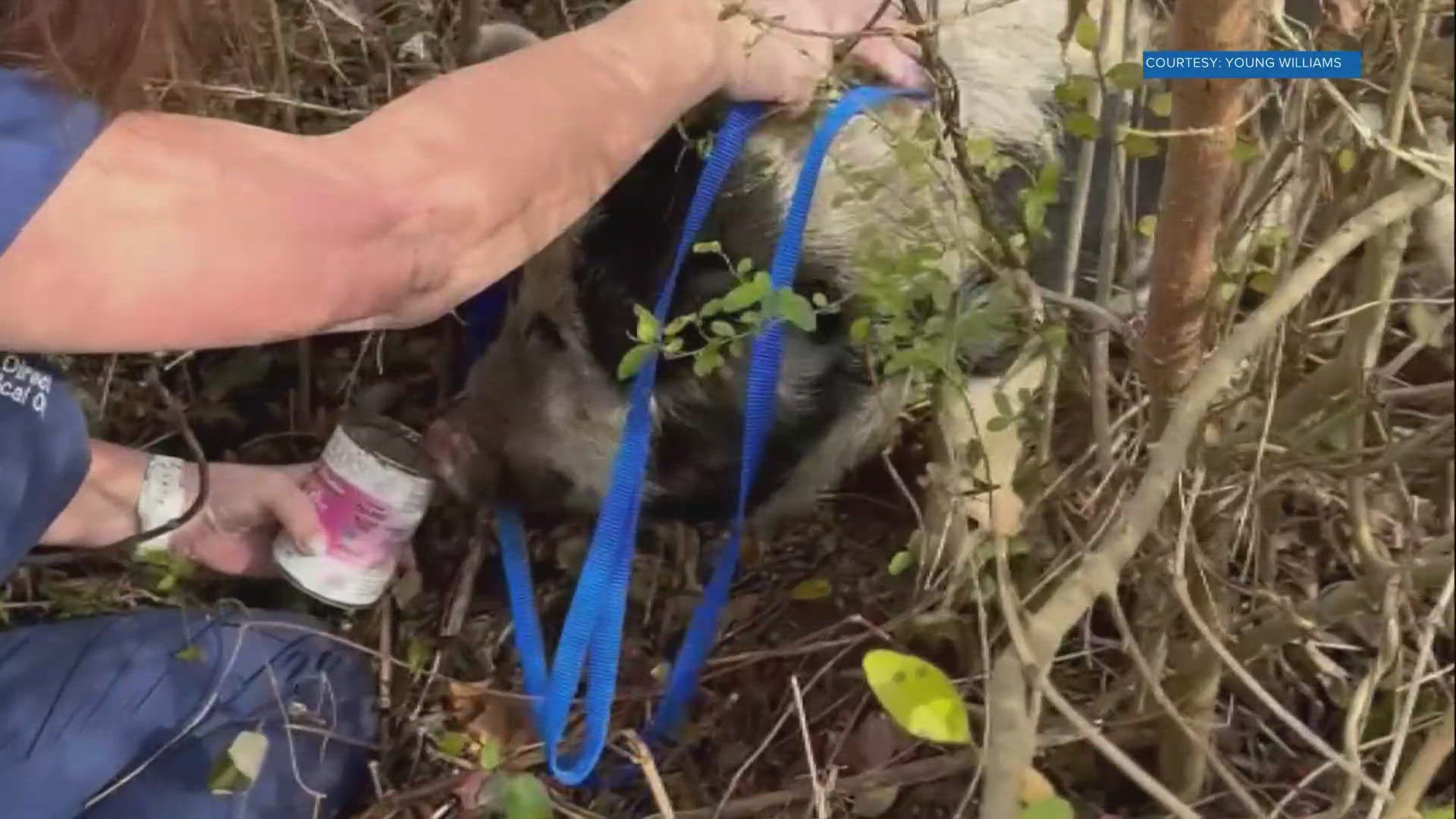Two pot-bellied pigs rescued from island on the Tennessee River ...