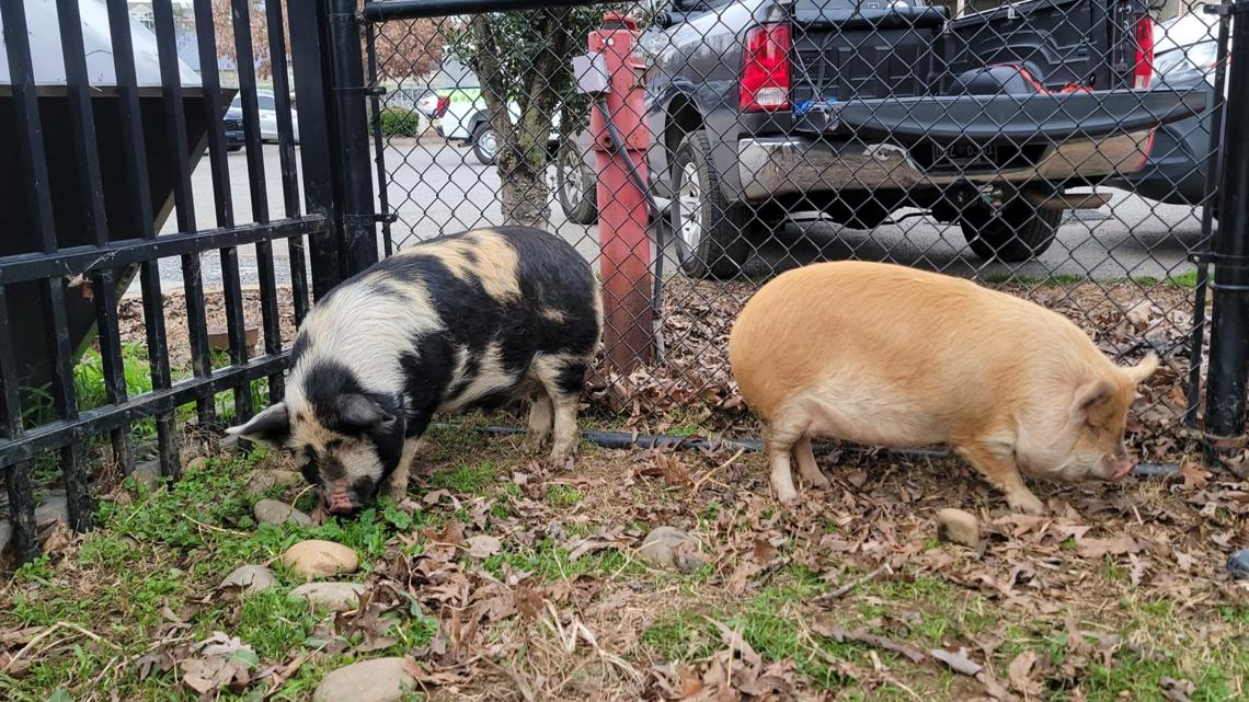 Two pot-bellied pigs rescued from island on the Tennessee River ...