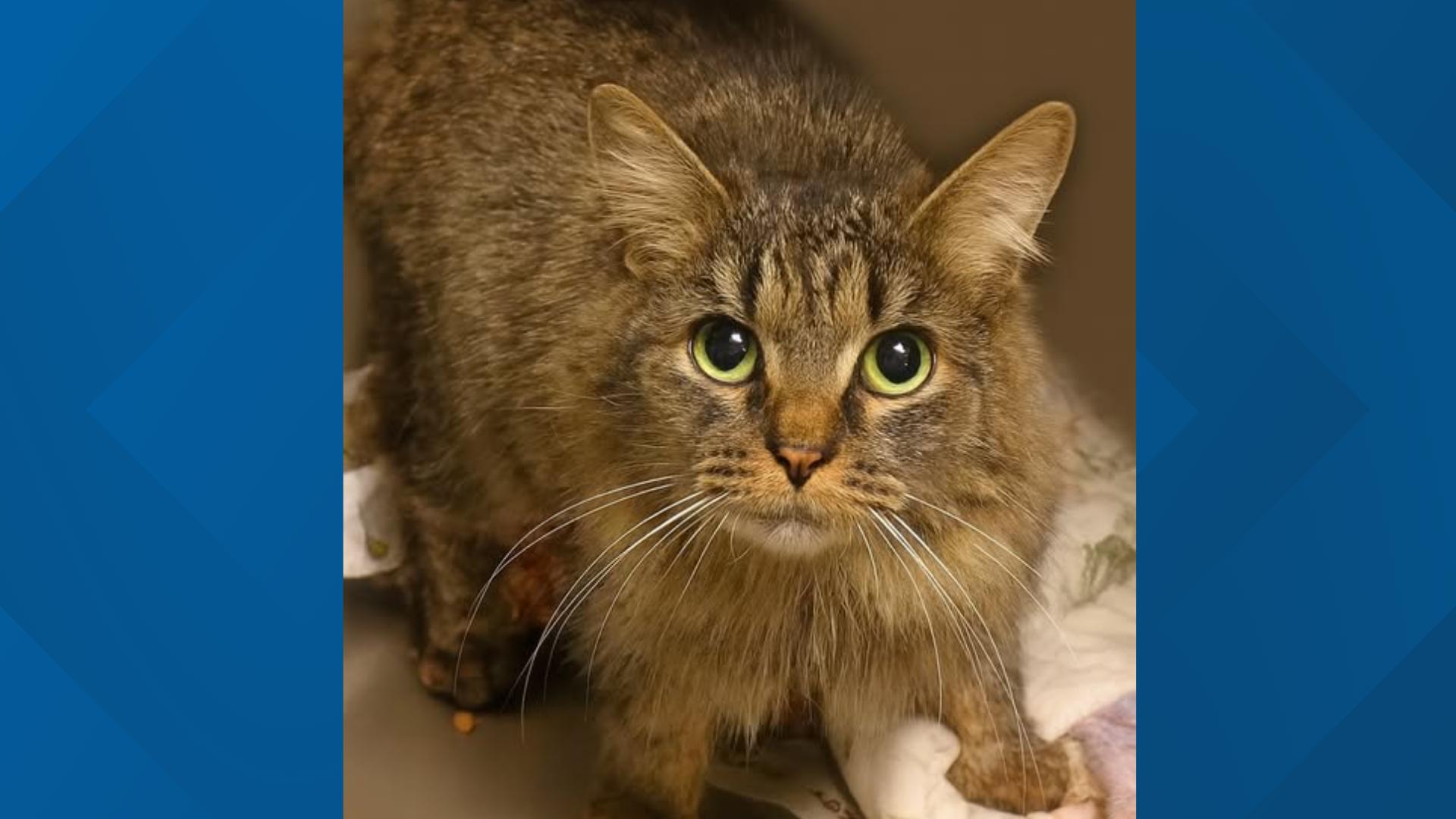 Microchip reunites lost cat with North Carolina family 443 days after ...