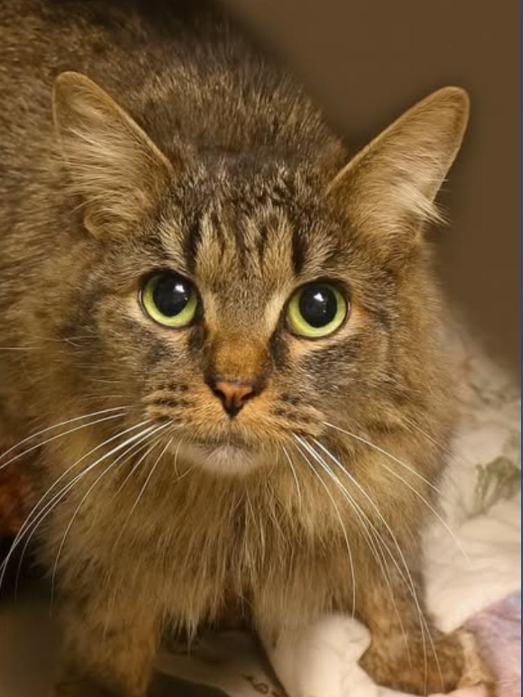 What is KIHOMAC? New aerospace manufacturing company in Georgia ...