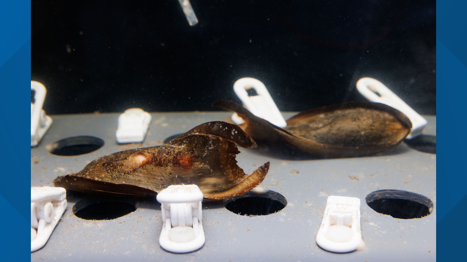 Baby Short-tail Nurse Sharks hatch at Tennessee Aquarium | 13wmaz.com