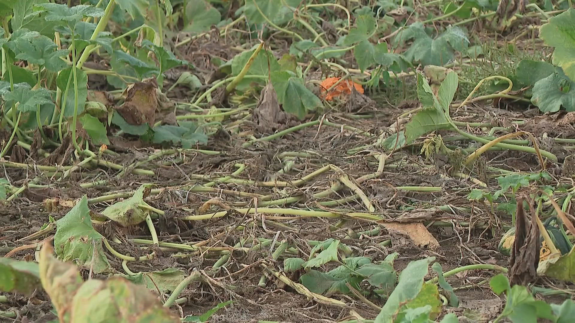 300 pumpkins stolen from pumpkin patch in Pickerington, owner says ...
