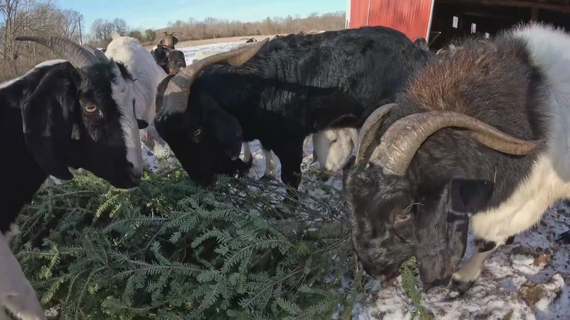 From tree to treat: Ohio farm feeds goats recycled Christmas trees ...