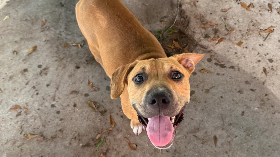 Georgia faces extreme heat: Protect pets and livestock | 13wmaz.com