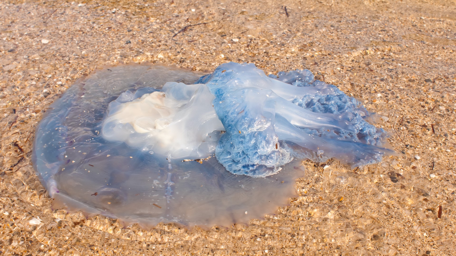 No, peeing on a jellyfish sting does not relieve the pain | 13wmaz.com