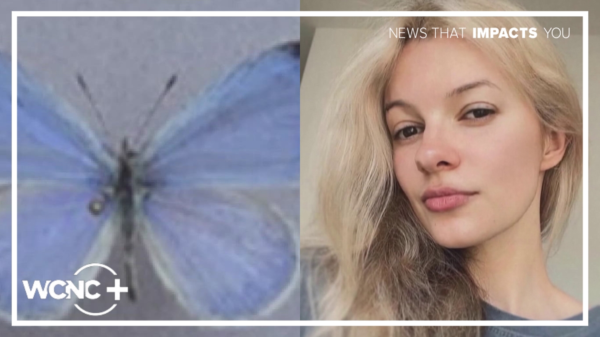 New butterfly species named after Charlotte stabbing victim Iryna ...