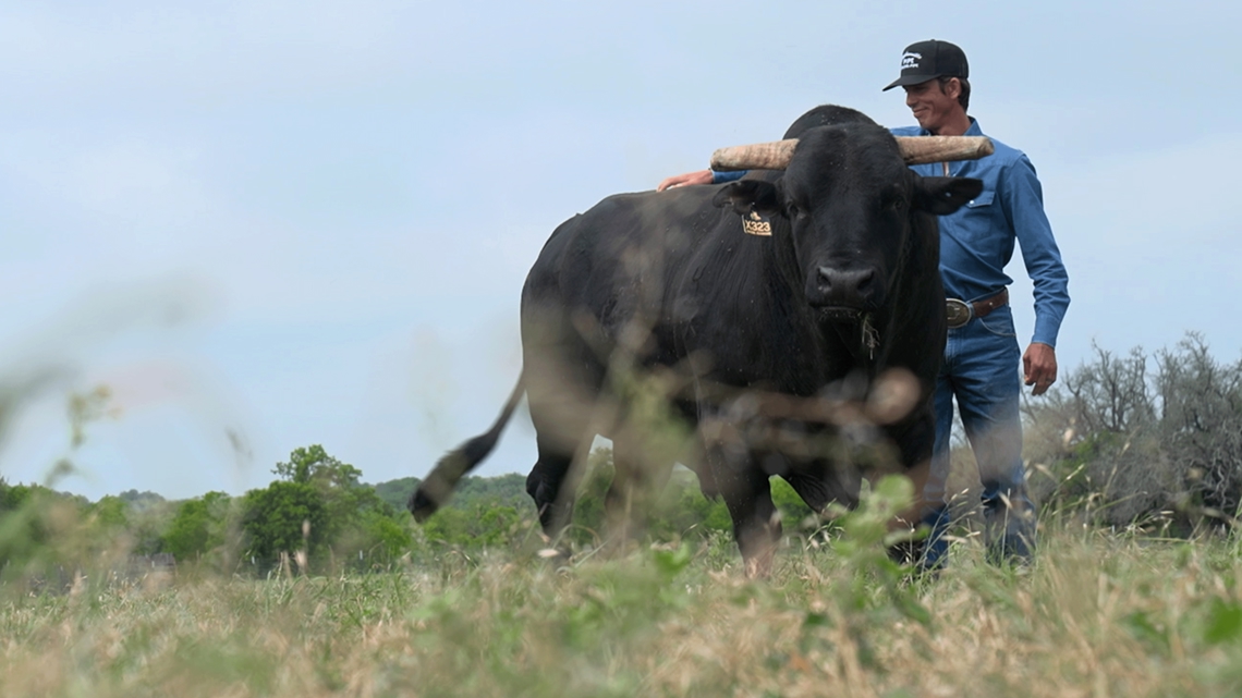 J.B. Mauney keeps the last bull rode: Meet Arctic Assassin | 13wmaz.com