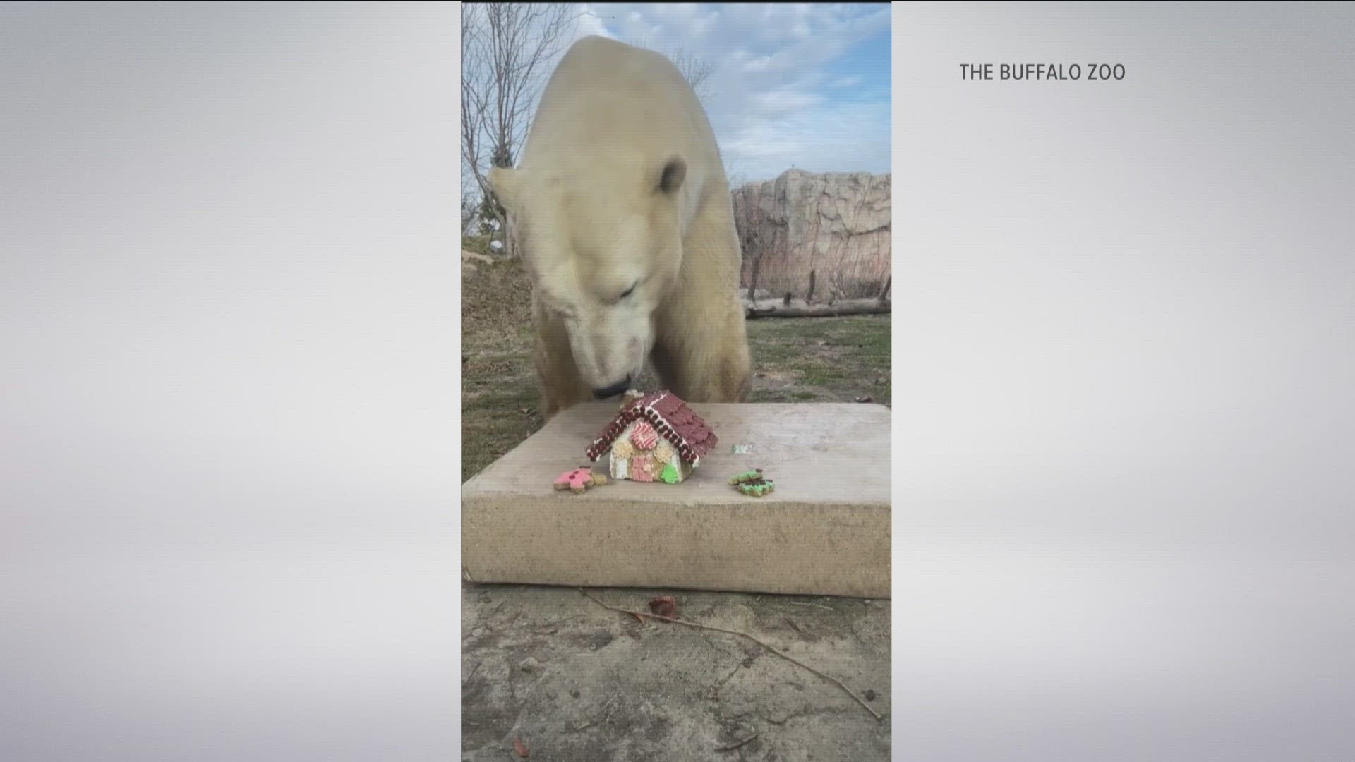 Buffalo Zoo polar bear makes snow angels | 13wmaz.com