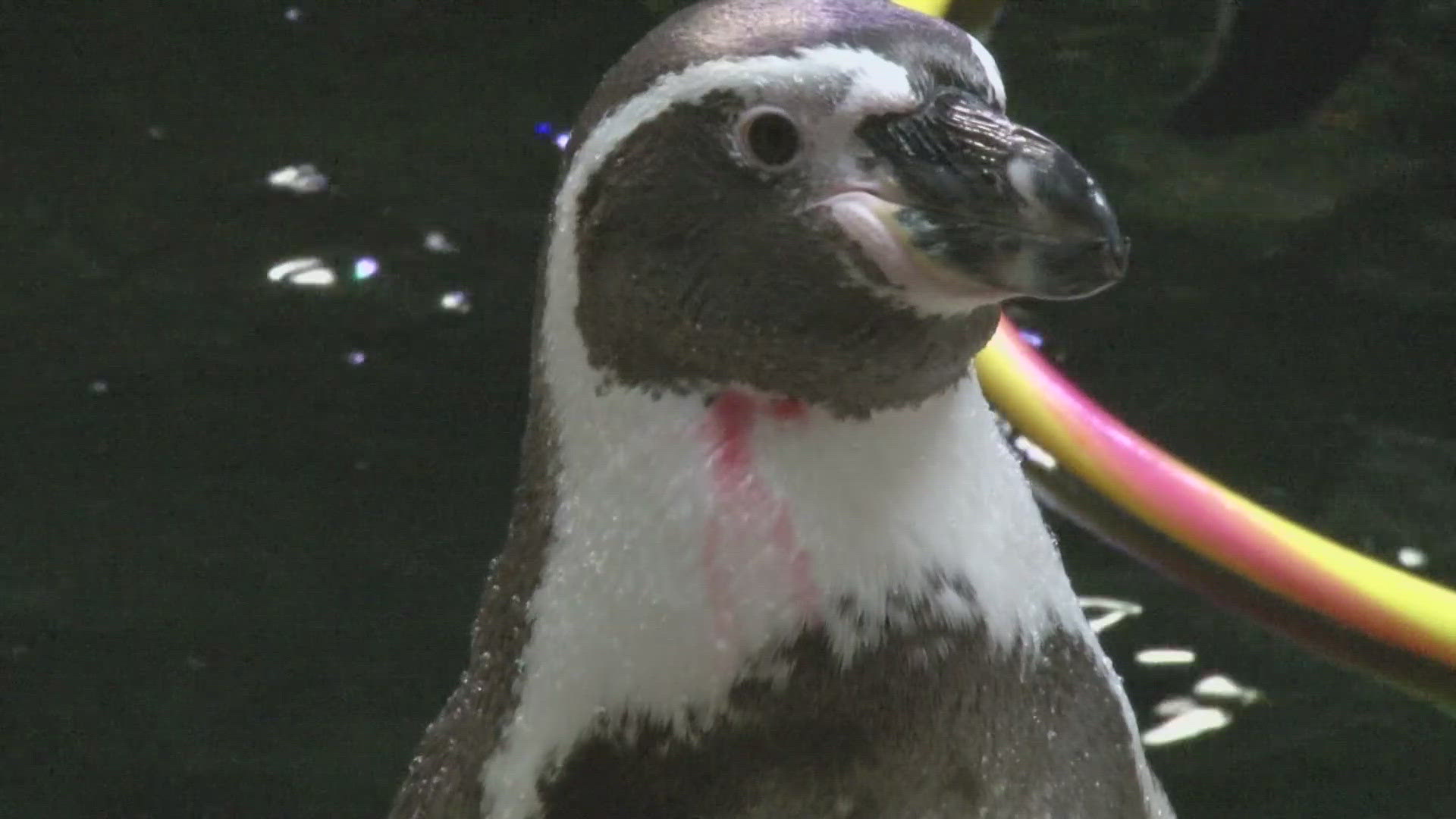 Smitty the penguin moves to Pittsburgh Zoo in species plan | 13wmaz.com