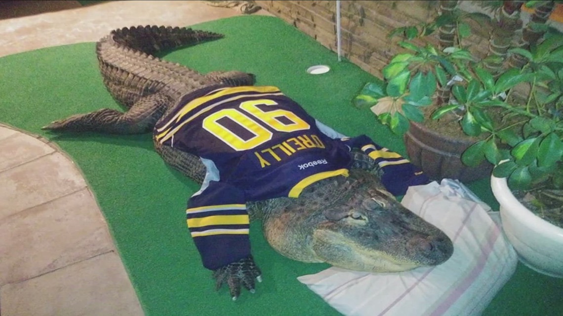 Albert the Alligator in Hamburg NY creates a buzz | 13wmaz.com