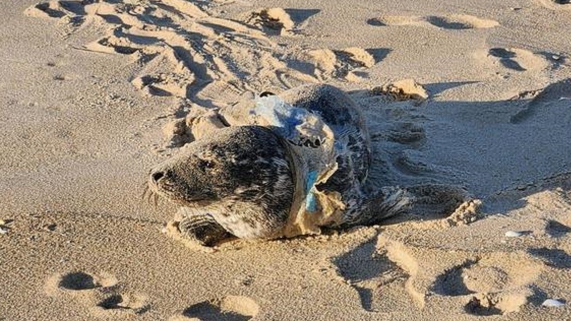 Baby seal found with neck entangled in plastic | 13wmaz.com
