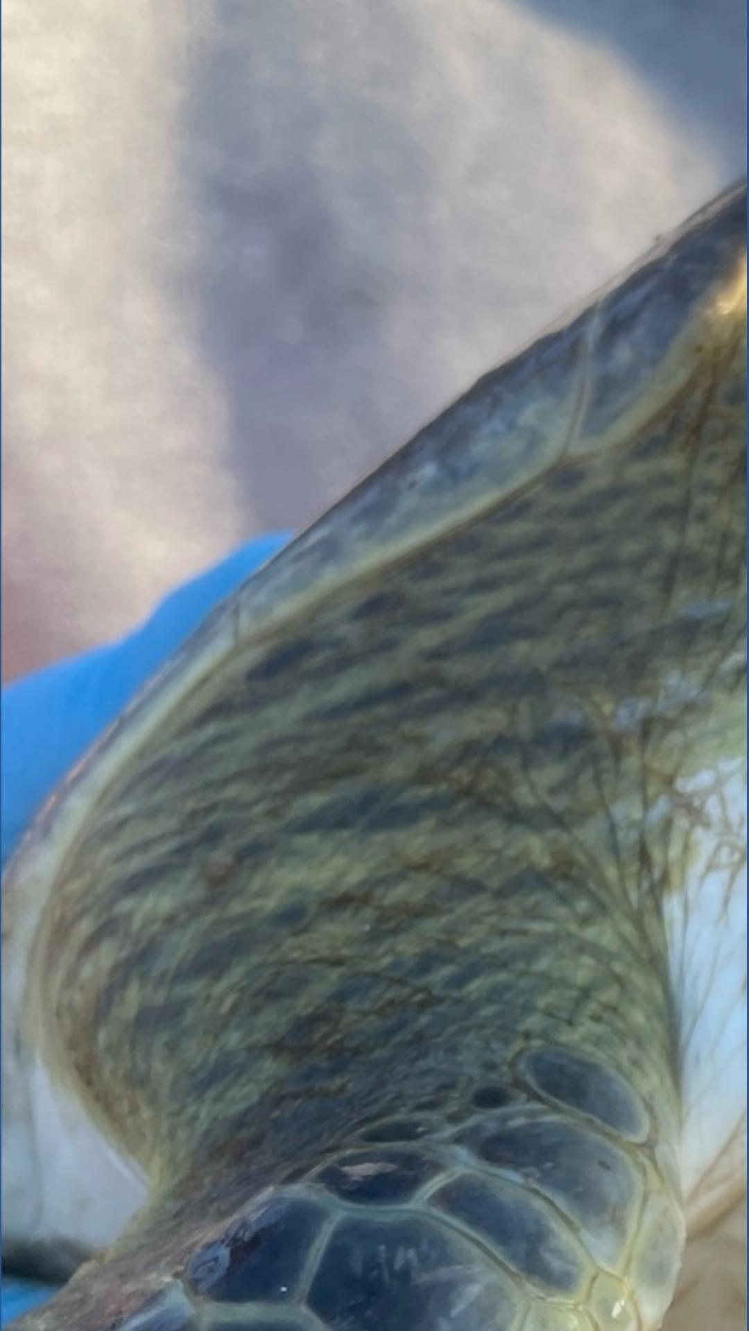 Cold-stunned sea turtles, manatees may wash ashore as deep freeze hits ...