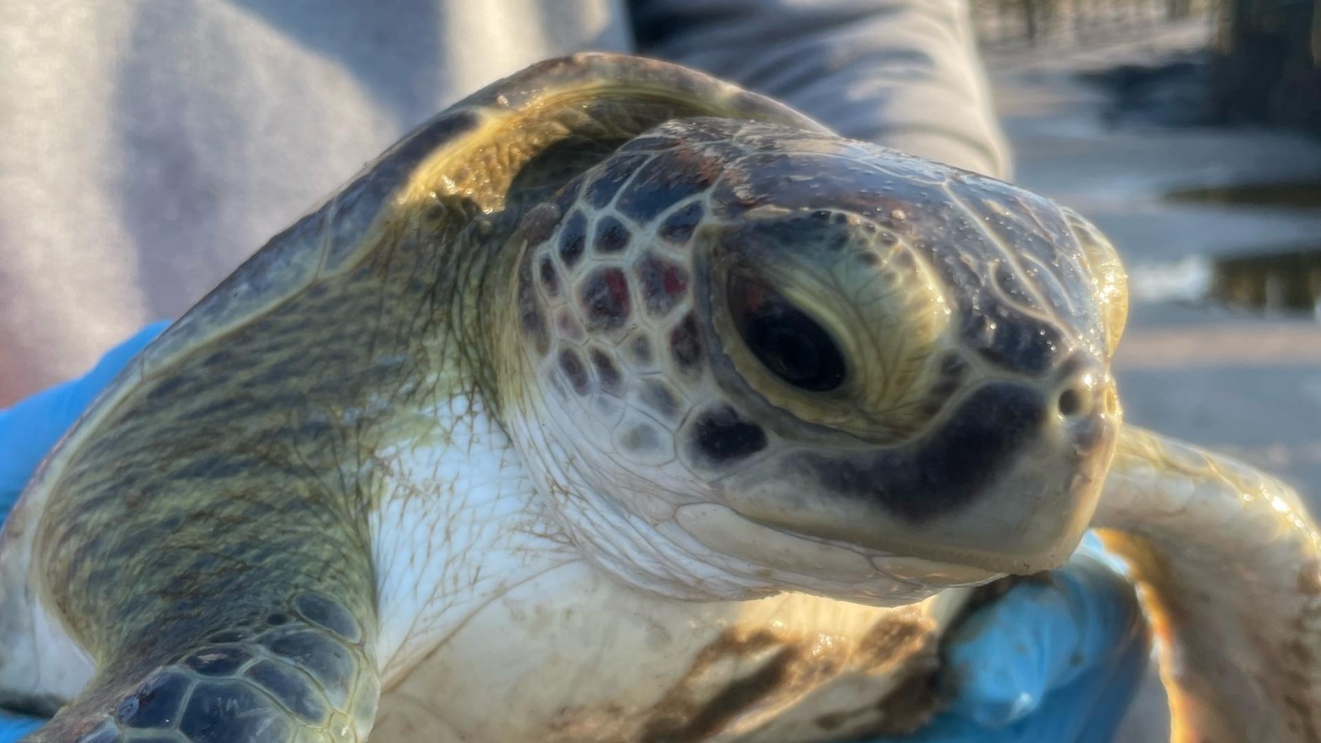 Cold-stunned sea turtles, manatees may wash ashore as deep freeze hits ...