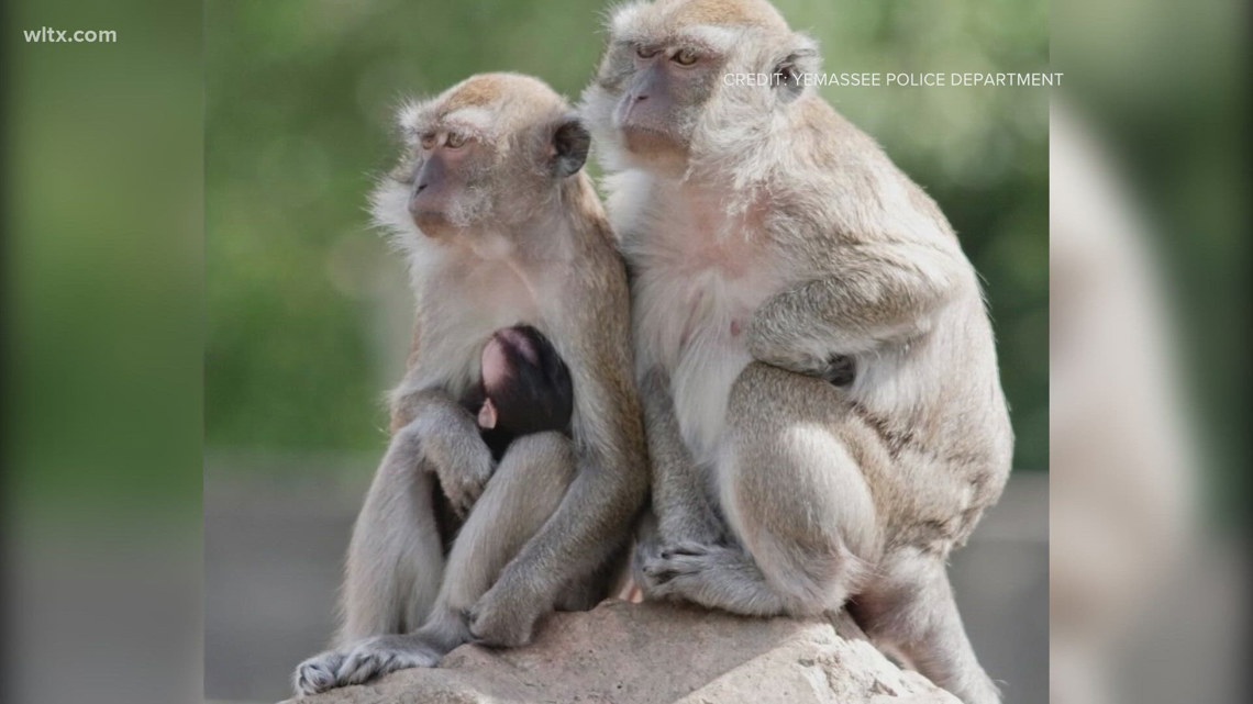 43 monkeys escape from a South Carolina medical lab | 13wmaz.com