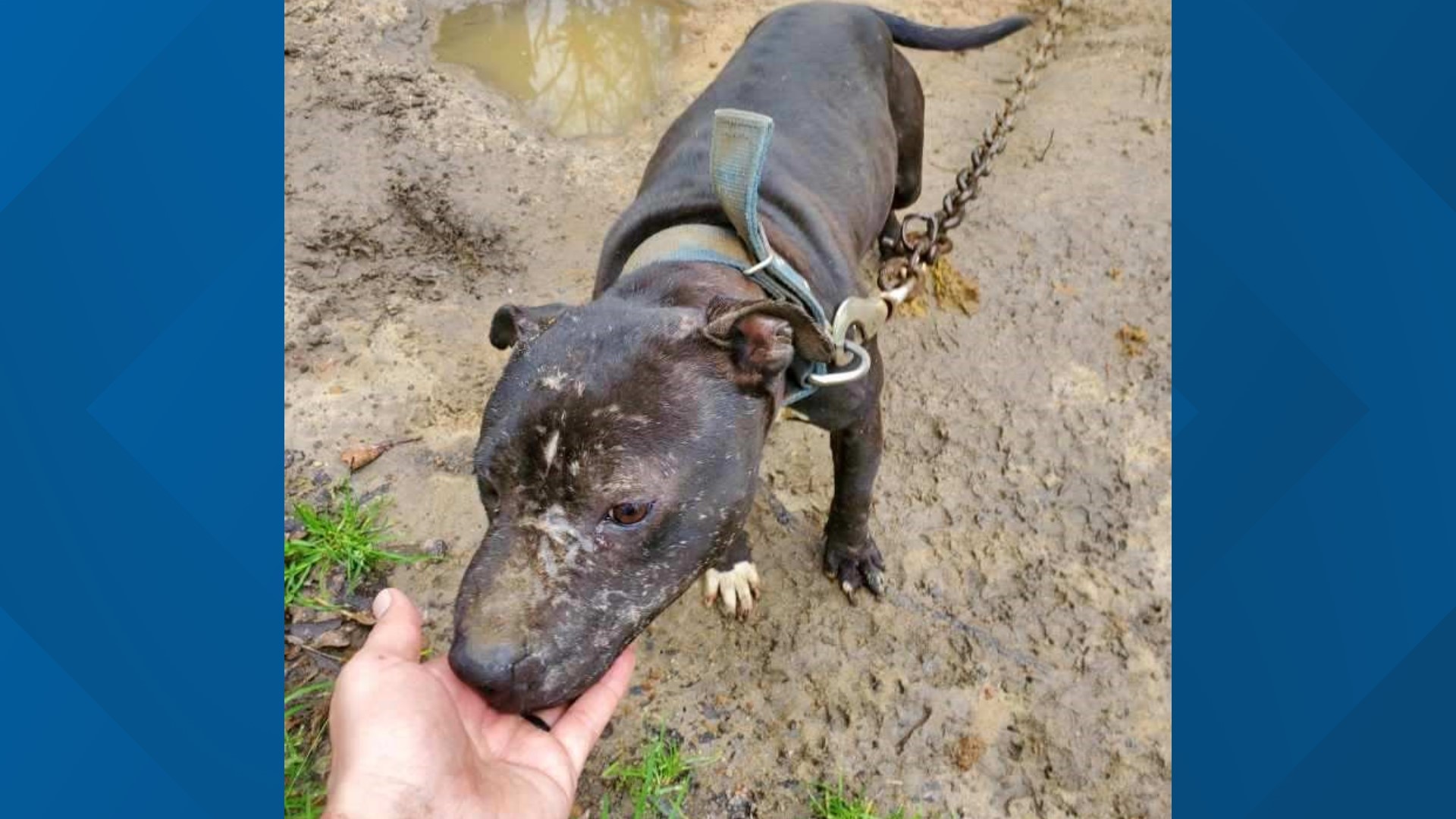 Alleged Central Georgia dog fighting ring busted, 150+ dogs found ...