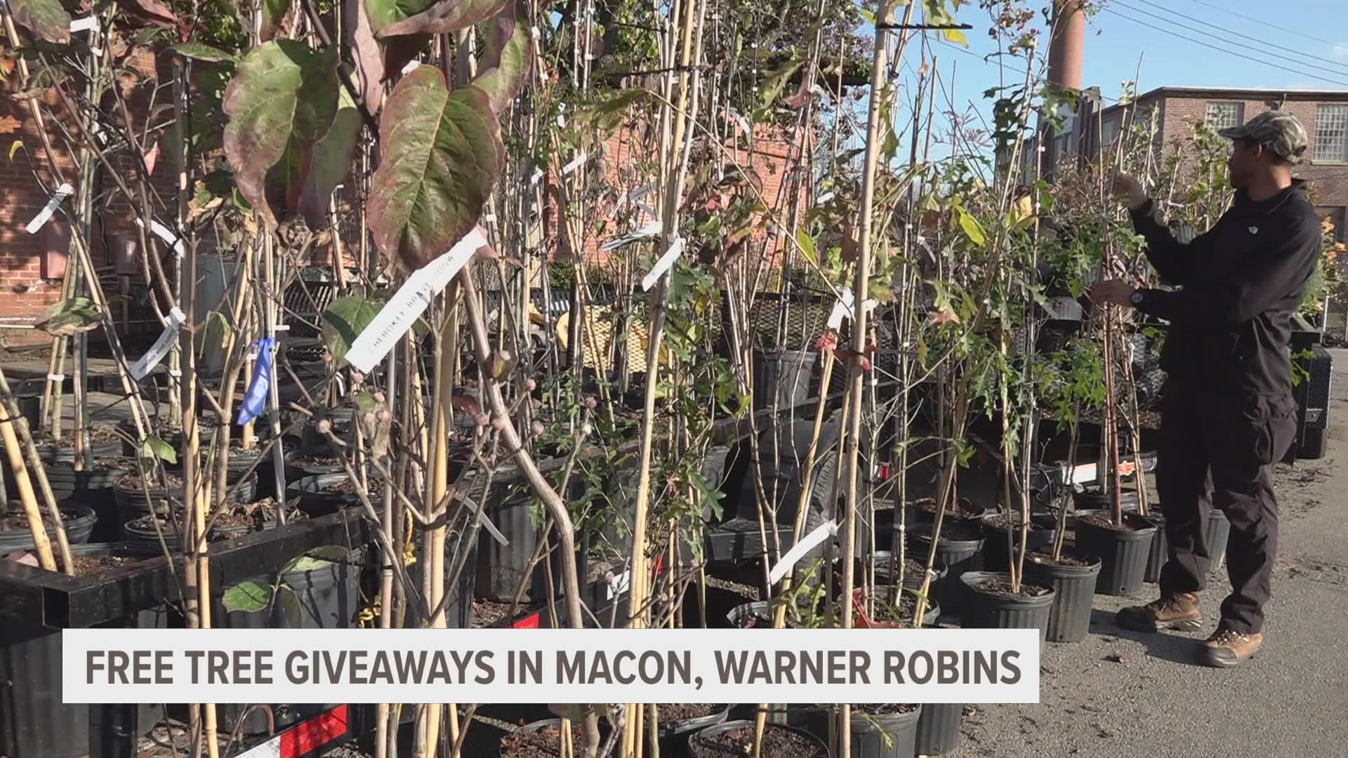 A free tree giveaway is happening in Macon and Warner Robins this ...