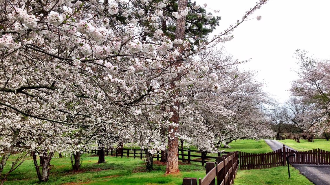 Backyard Garden: What makes cherry blossoms successfully bloom ...