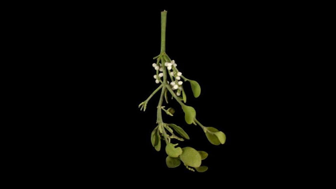 Christmas traditions explained: Mistletoe | 13wmaz.com