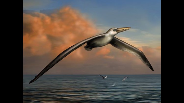 Extinct bird species had biggest wingspan ever | 13wmaz.com
