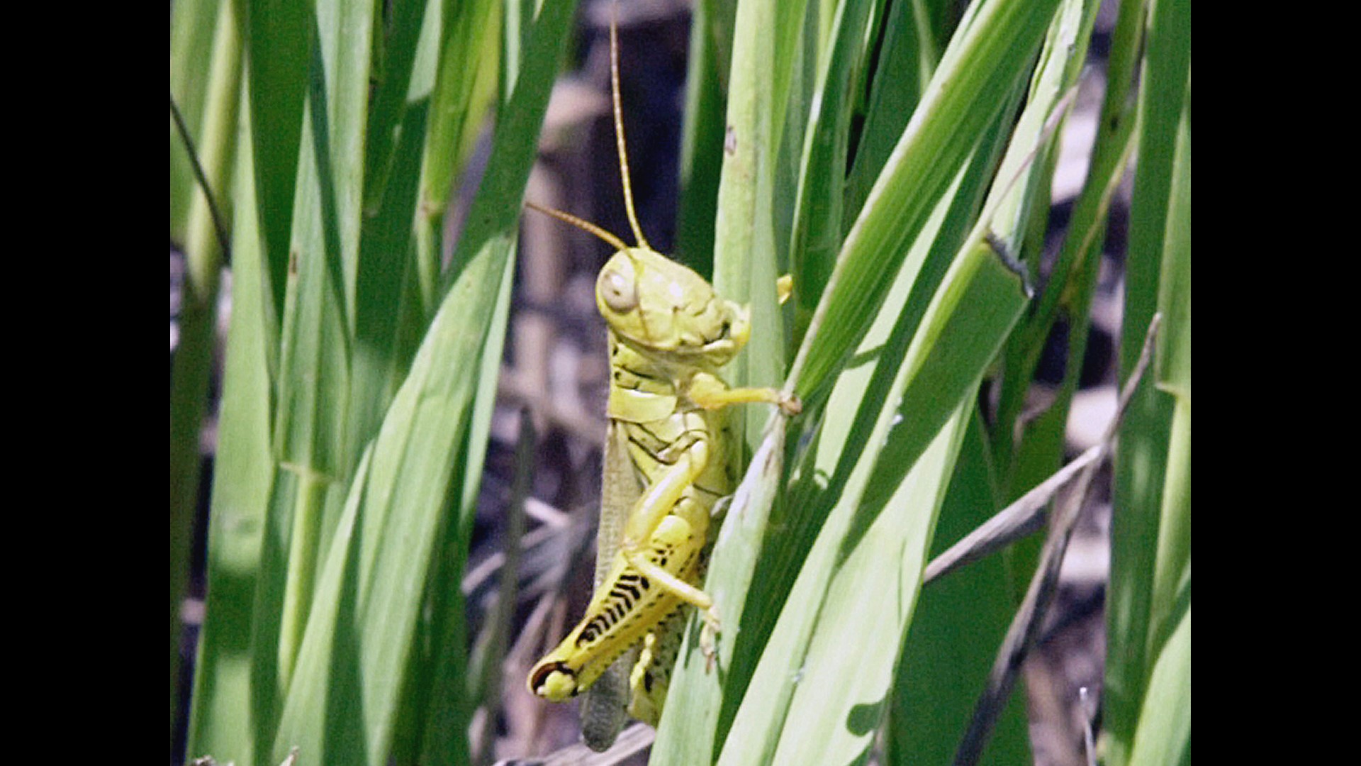 Grasshopper outbreak surfaces on weather radar | 13wmaz.com