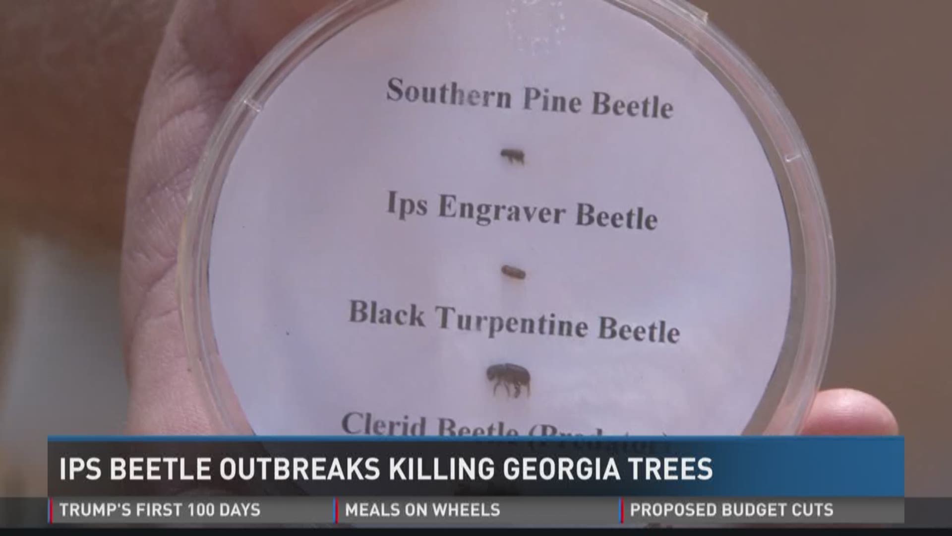 Georgia drought conditions causing Ips beetle outbreaks | 13wmaz.com