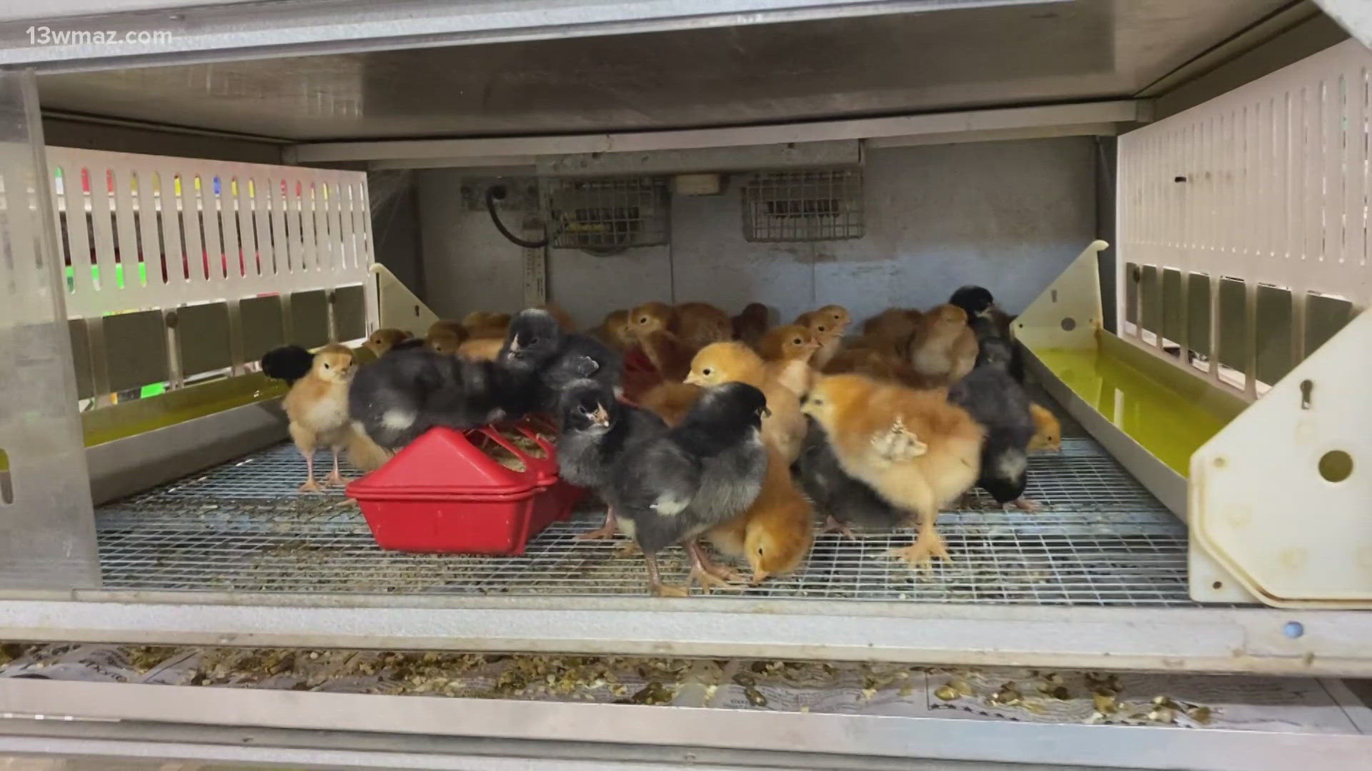 Georgia feed stores seeing increase in chick sales because of rising ...