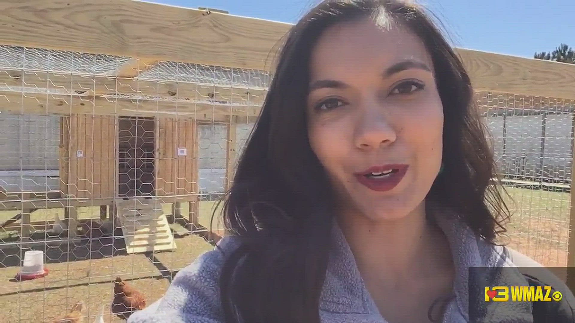 Dames Ferry Elementary School goes crazy for chickens | 13wmaz.com