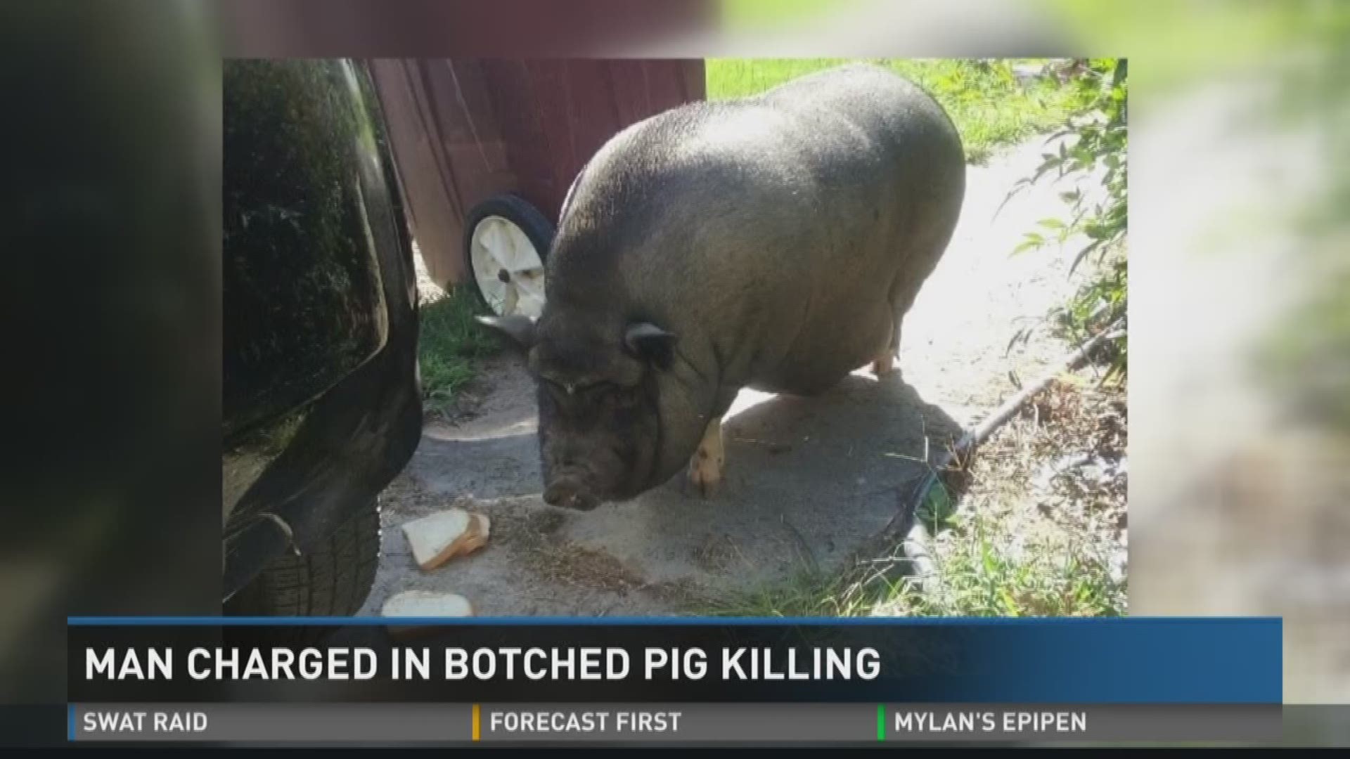 Should a man have been arrested for trying to slaughter a pig? | 13wmaz.com