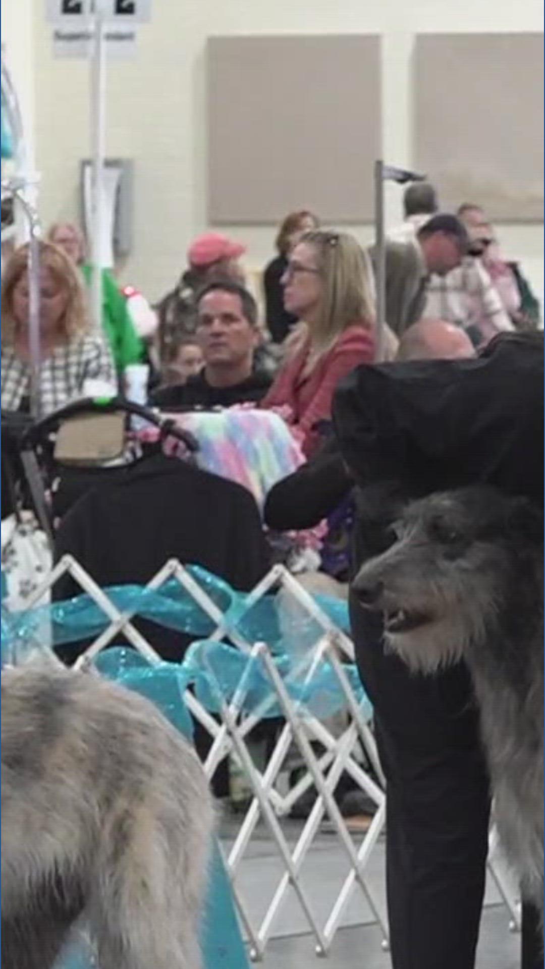 Over 1,500 dogs compete in annual Winter Wonderland Cluster dog show in ...