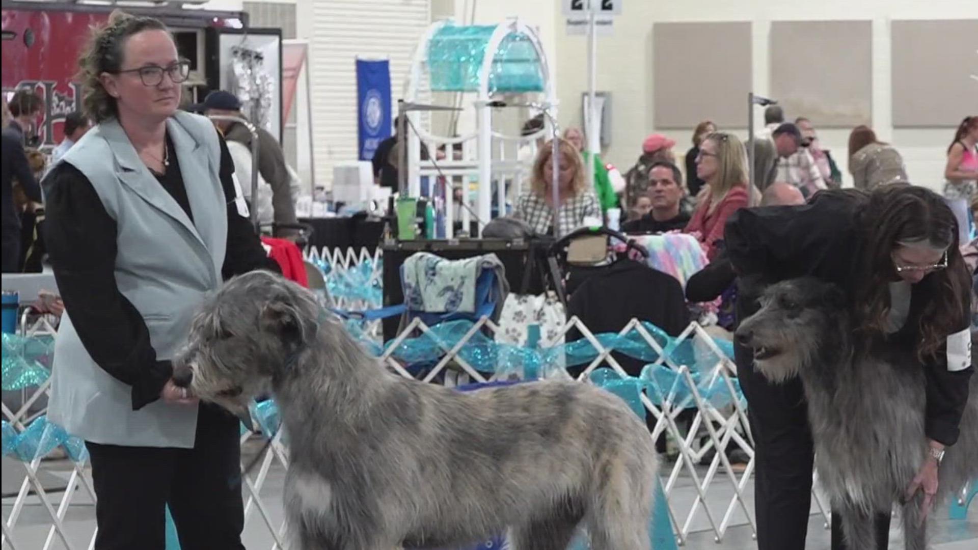 Over 1,500 dogs compete in annual Winter Wonderland Cluster dog show in ...