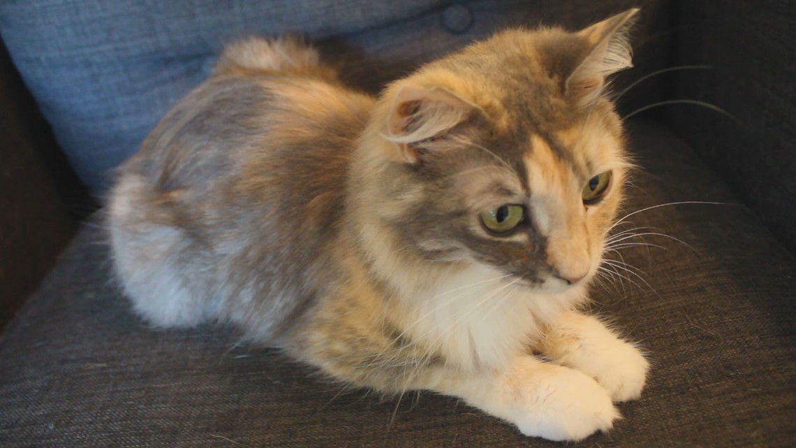 Macon cat meetup to be held at Amerson River Park | 13wmaz.com