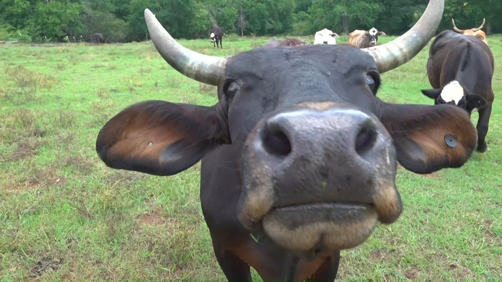 How Georgia is working to stop the spread of screwworm fly affecting ...